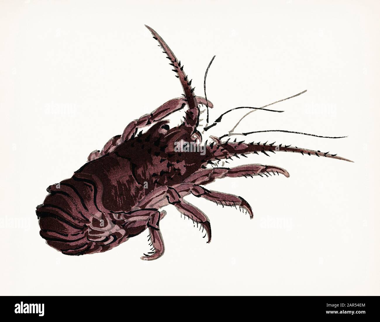 Japanese crayfish hi-res stock photography and images - Alamy
