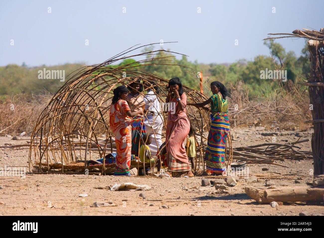 Young Afar women constructing nomad tent, Afar region, Ethiopia. The ...