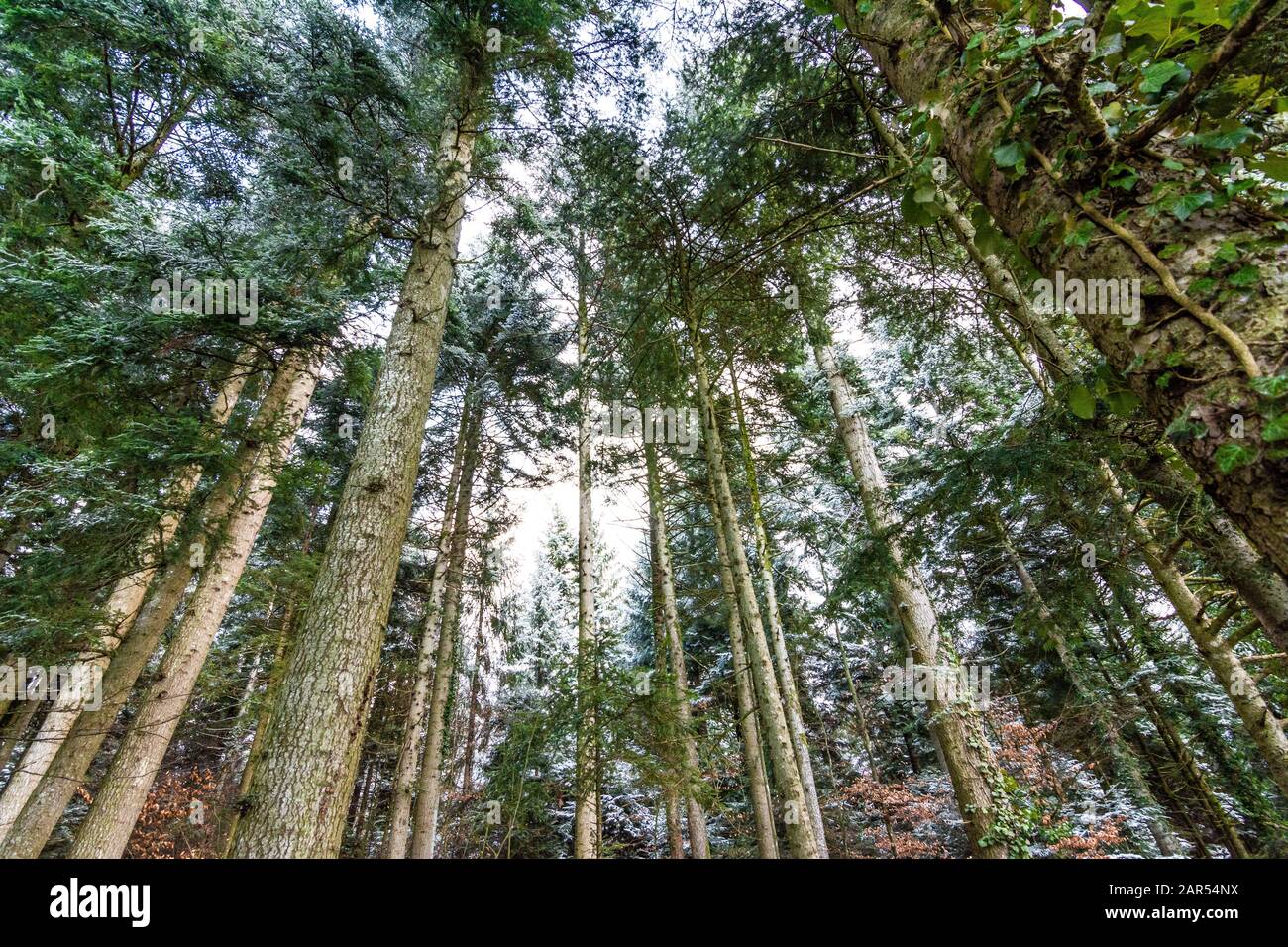 High sky conifers and trees hi-res stock photography and images - Alamy