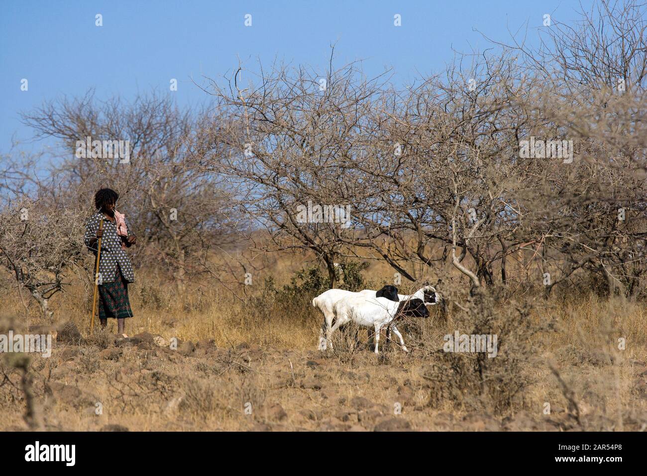Ethiopian shepherd follows the grazing goats in the Afar landscape ...