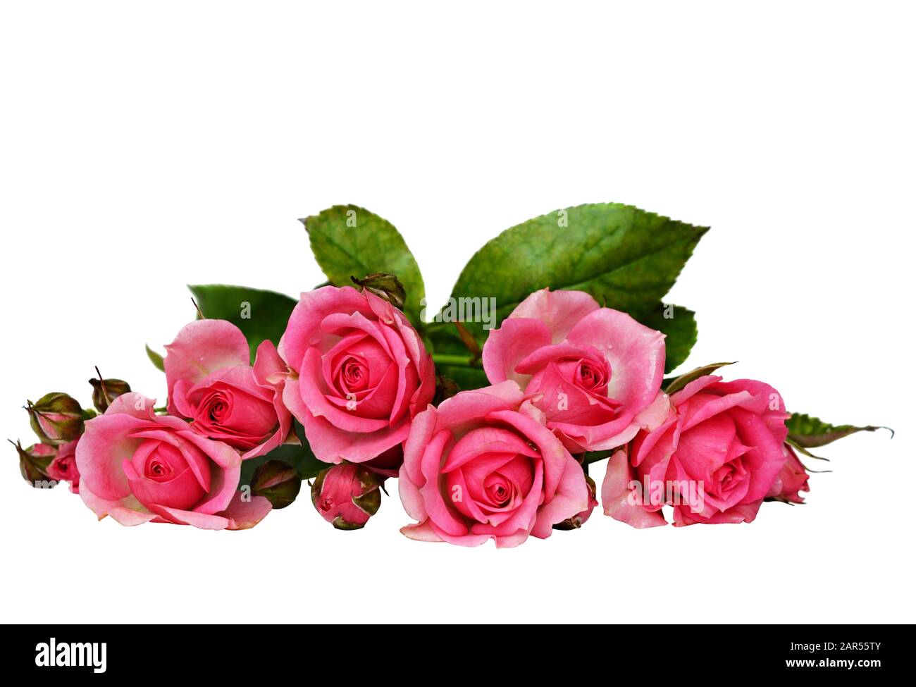 Pink rose flowers on white background Stock Photo - Alamy
