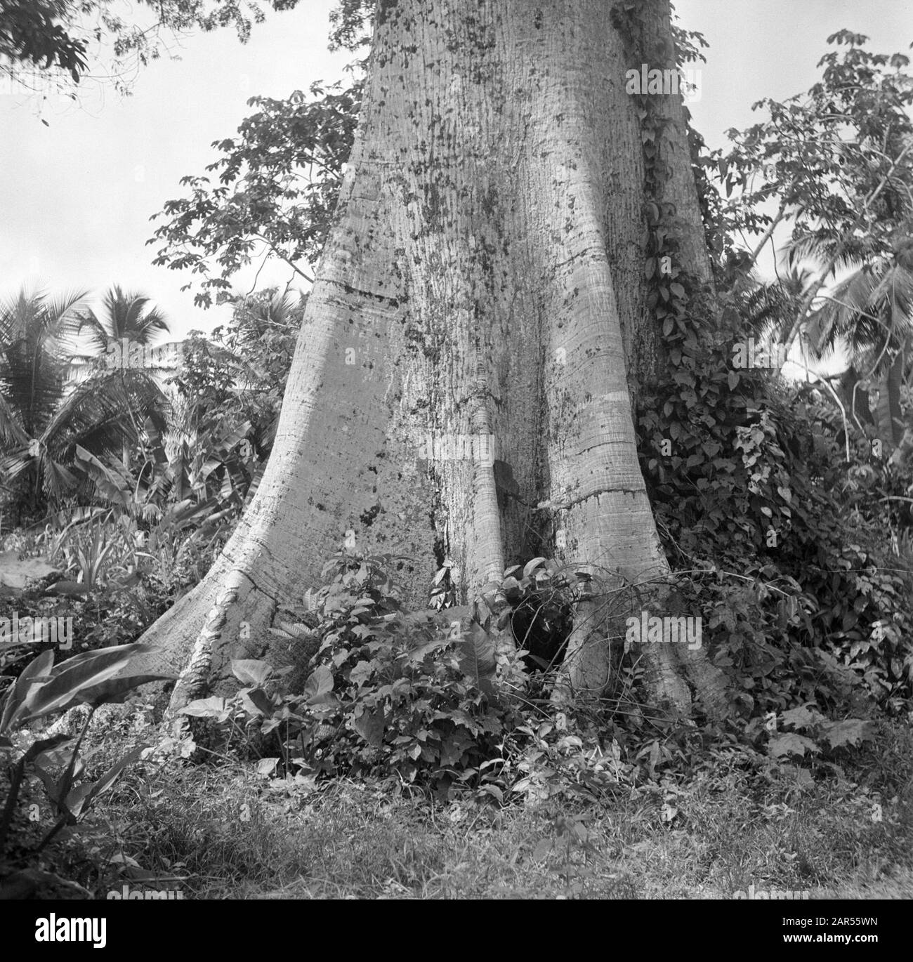 Journey to Suriname and the Netherlands Antilles Holy tree in the ...