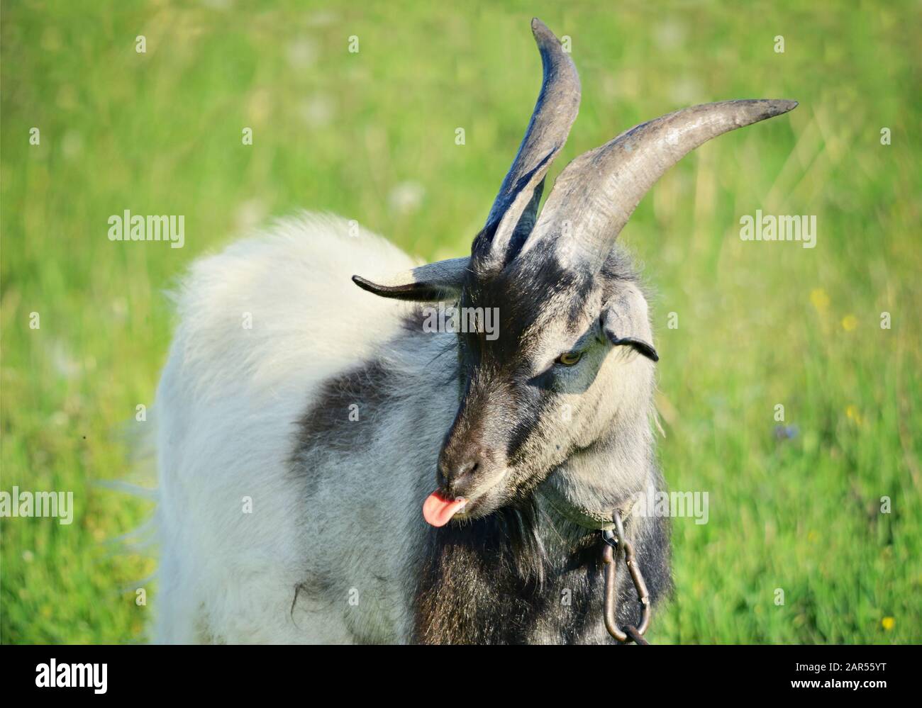 Goat shows his tongue on the background of green field Stock Photo - Alamy