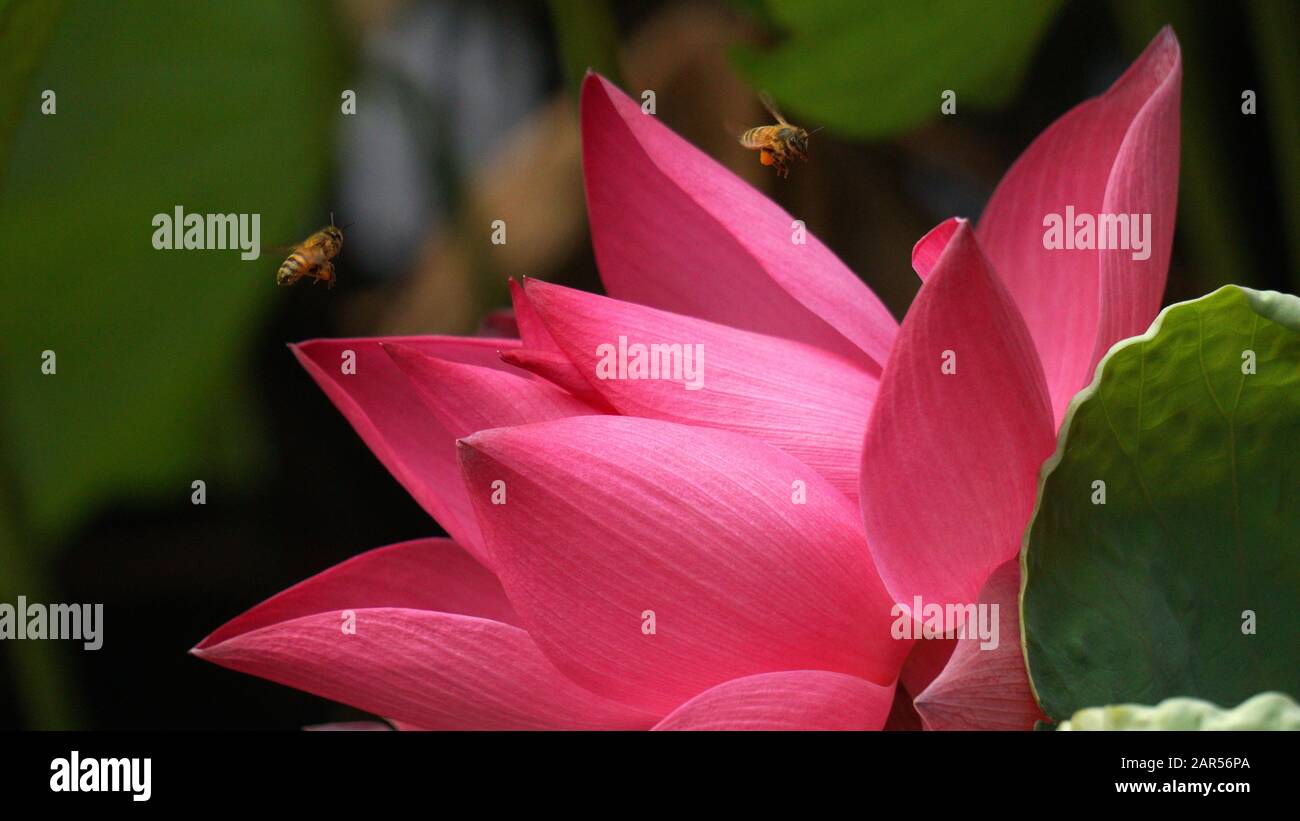 Indian lotus bloom hi-res stock photography and images - Alamy