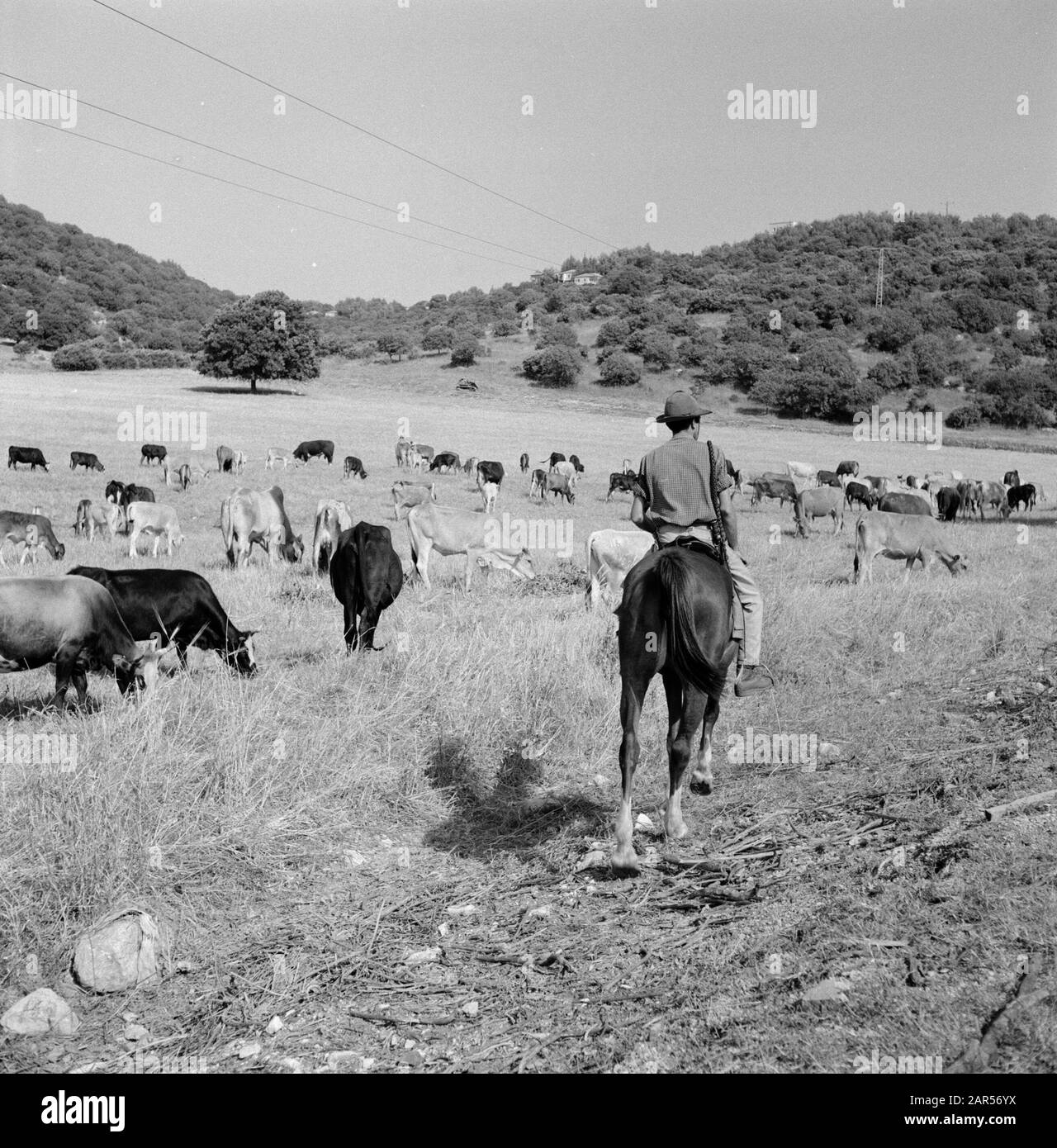 Shepherds tree Black and White Stock Photos & Images - Alamy