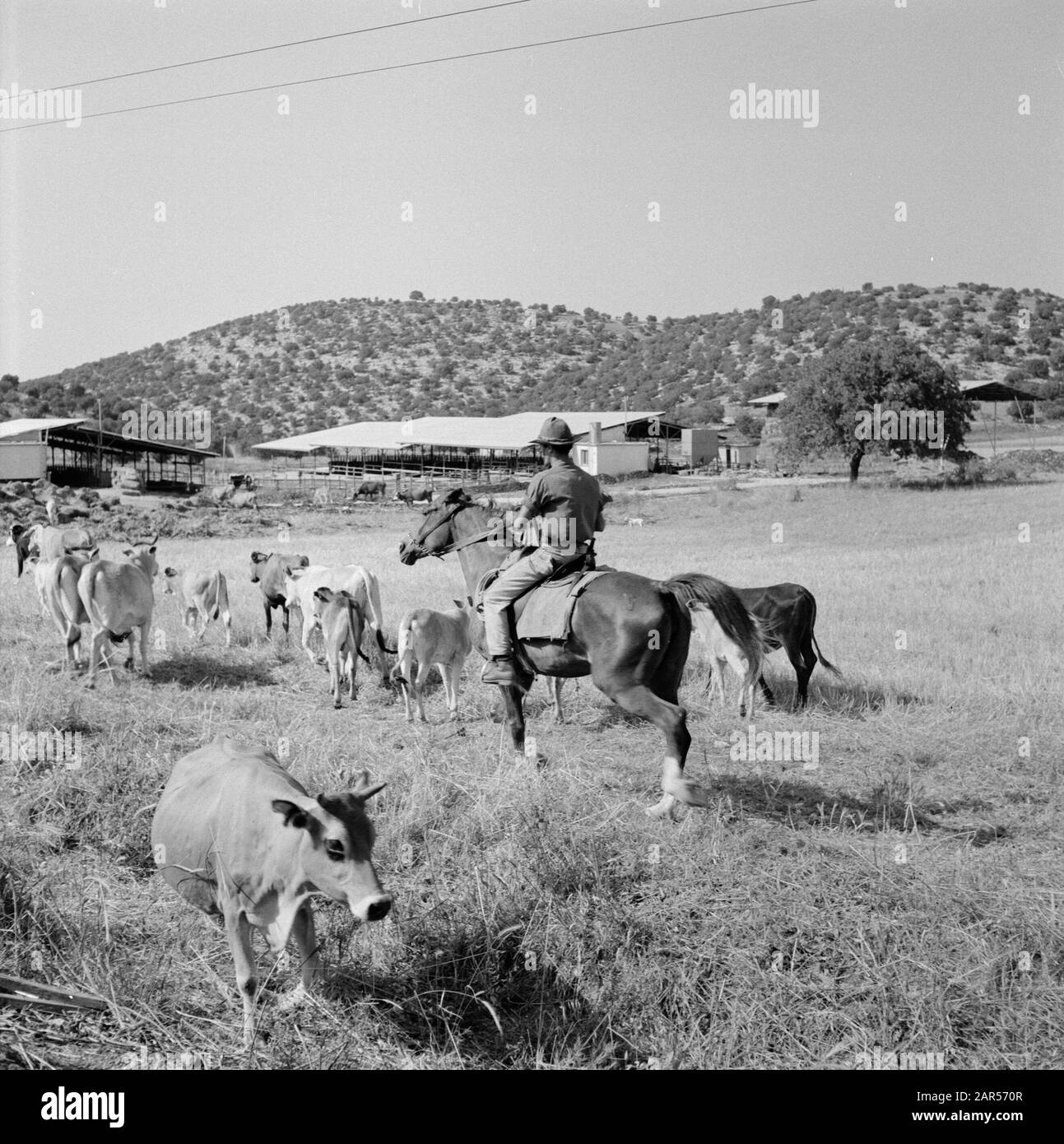 Shepherd on horseback with herd of cattle in a hilly and tree-rich ...