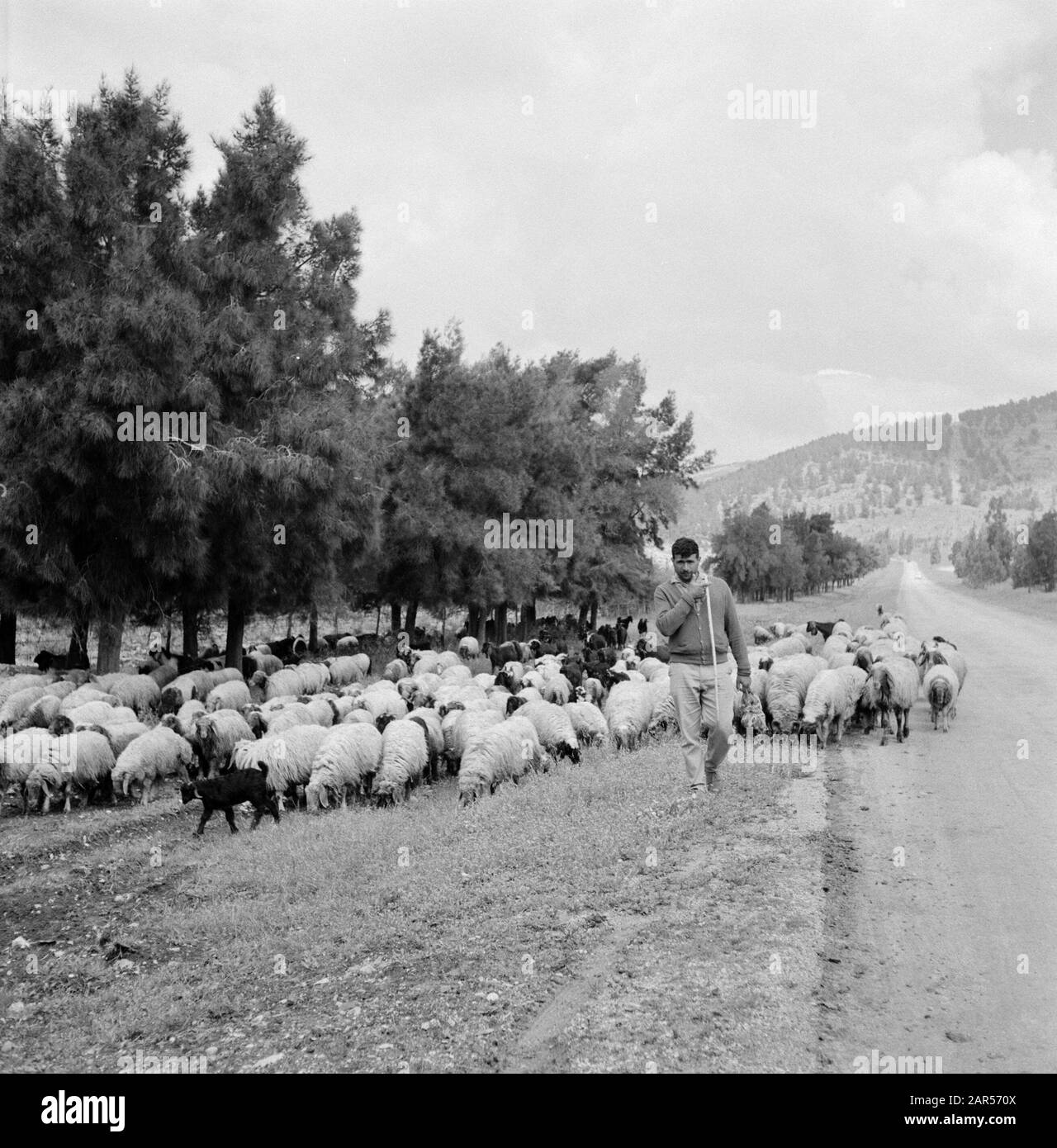 Shepherd in nature Black and White Stock Photos & Images - Alamy