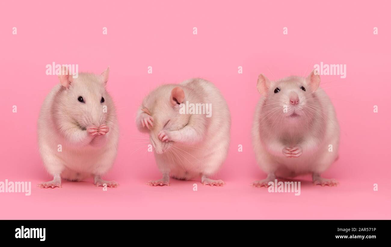 Cute domestic rats washing and sitting on a pink background Stock Photo ...