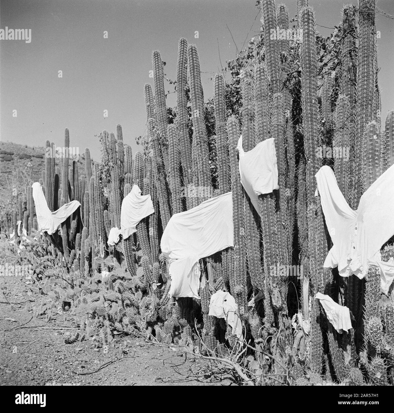 Travel to Suriname and the Netherlands Antilles Drying laundry on cacti ...