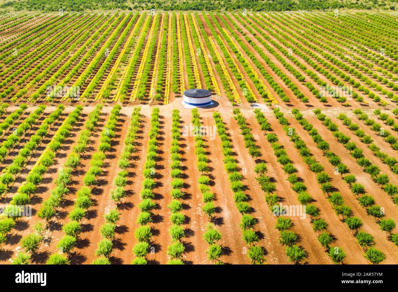 Almond Farm Background