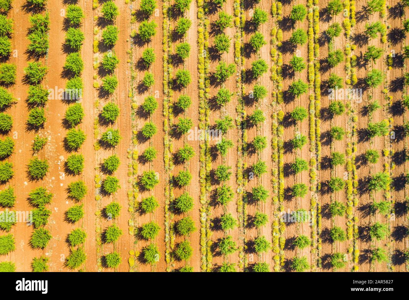 Aerial view of the plantation of green almond trees Stock Photo - Alamy