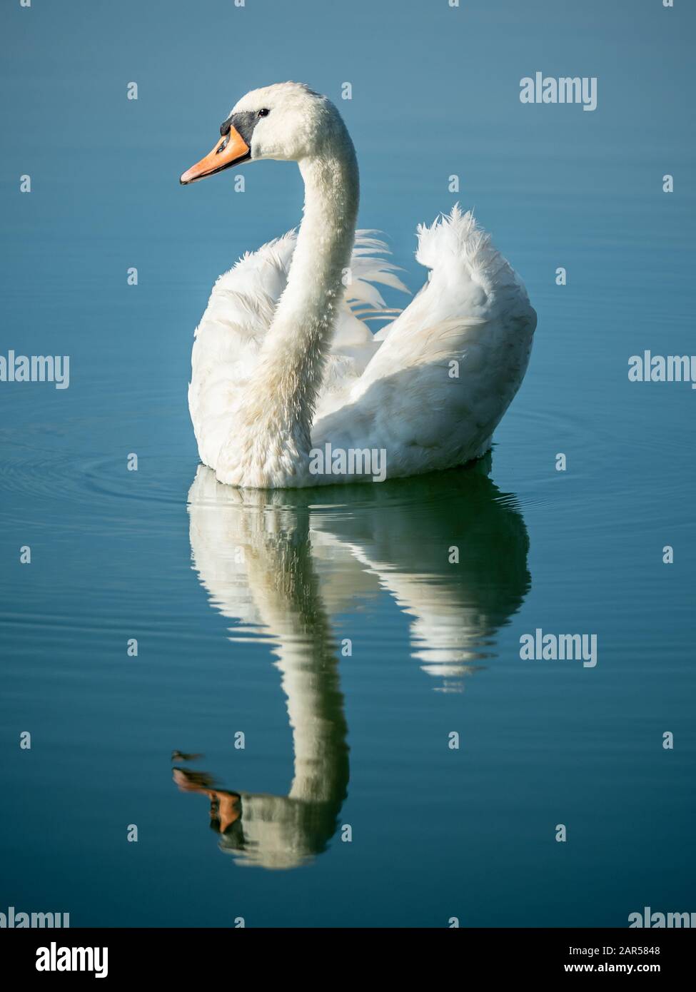 White swan reflection hi-res stock photography and images - Alamy