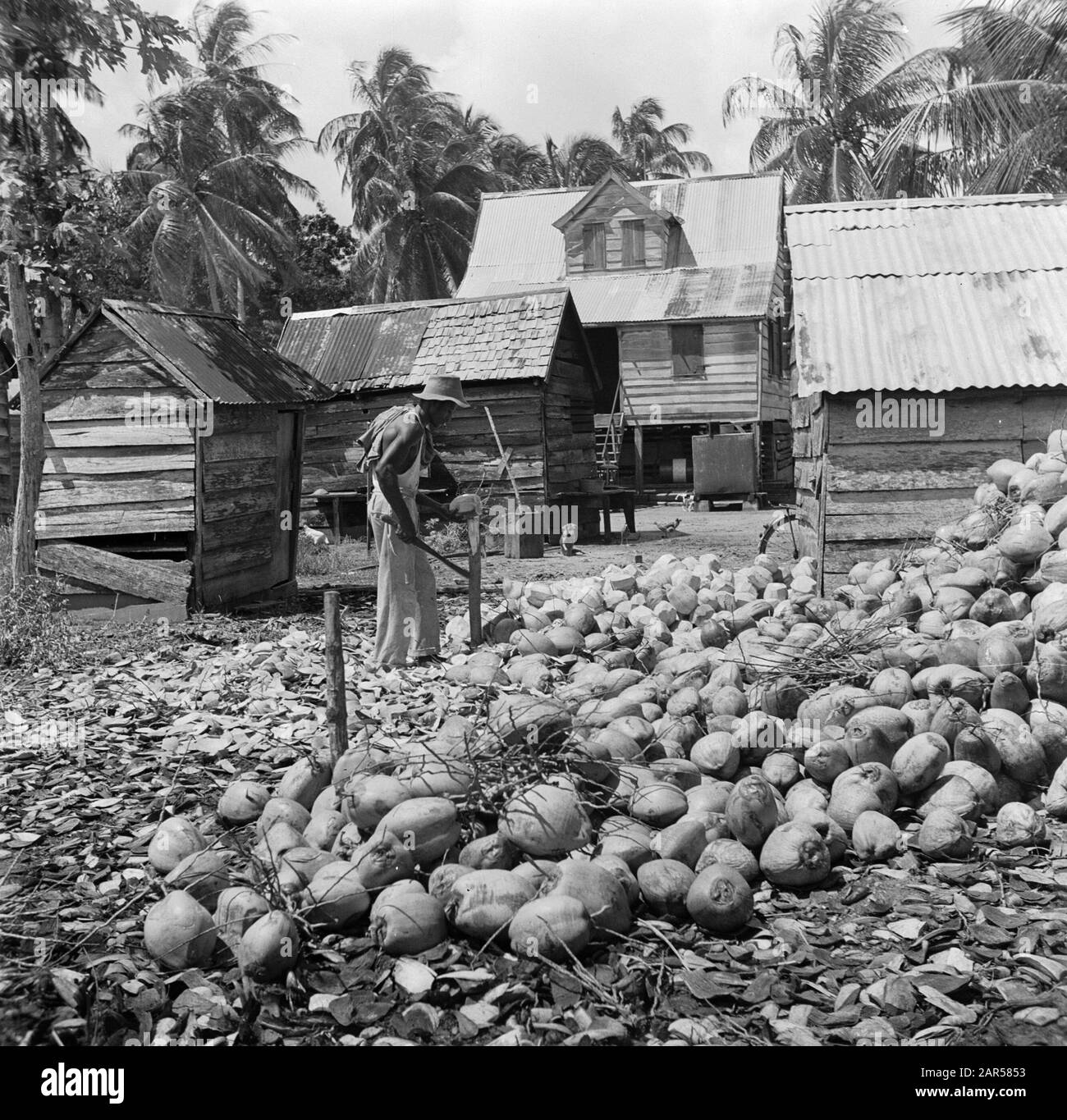 Processing coconuts hi-res stock photography and images - Alamy