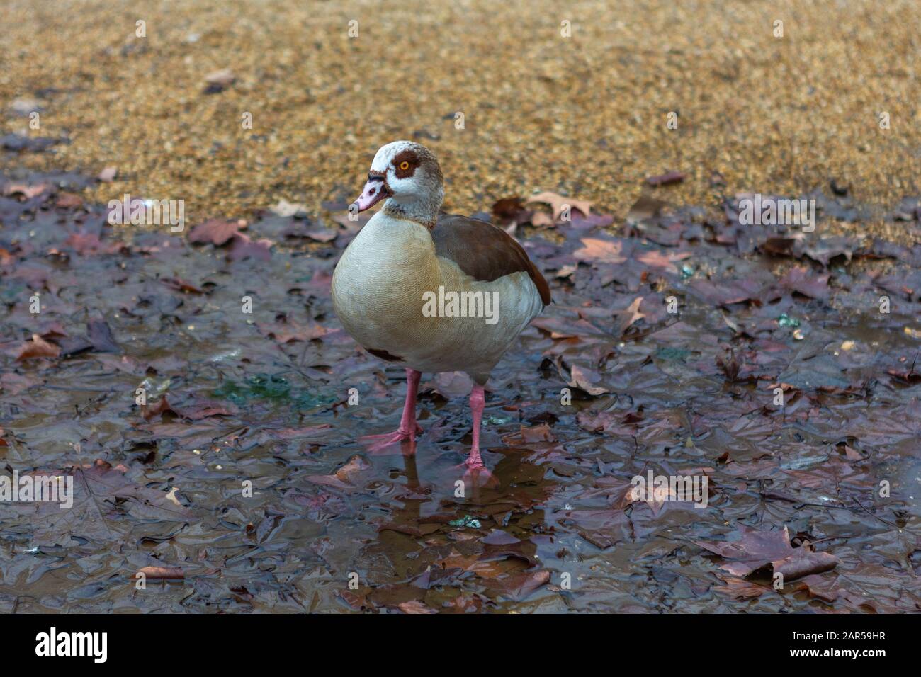 Egyptian goose. london, UK Stock Photo - Alamy