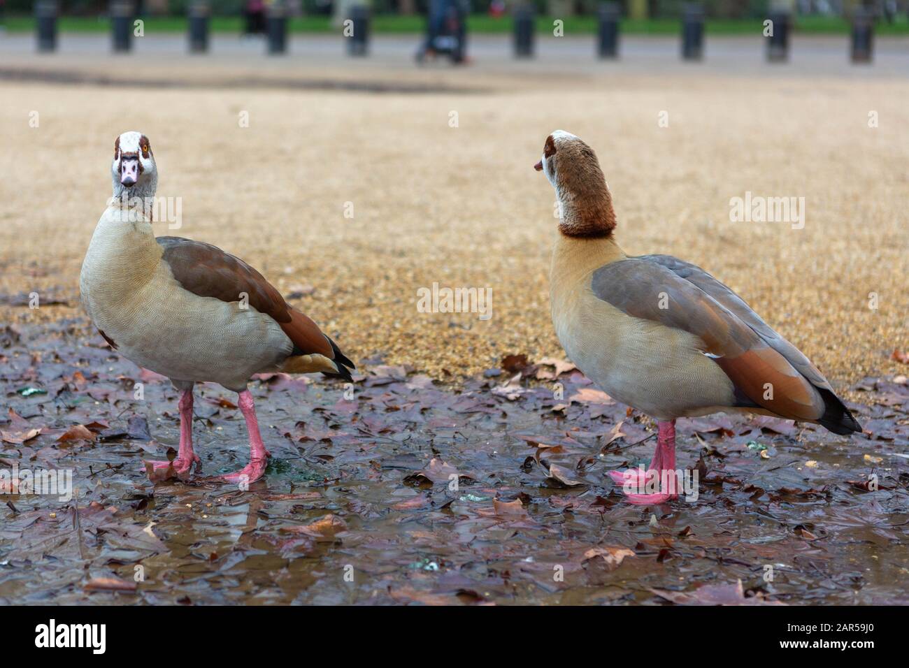 Egyptian goose. london, UK Stock Photo - Alamy