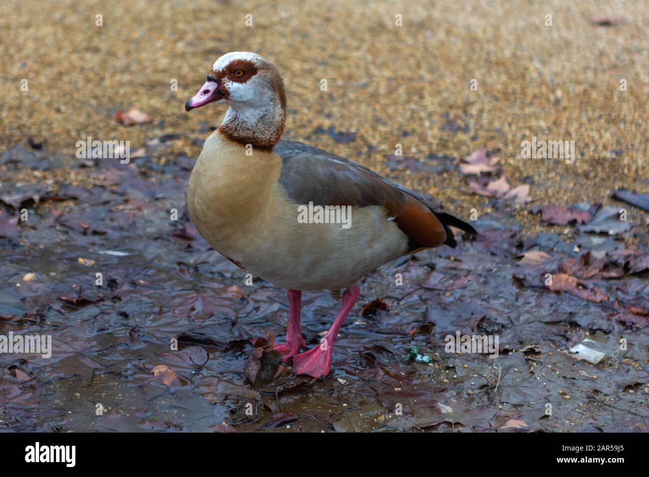Egyptian goose london hi-res stock photography and images - Alamy
