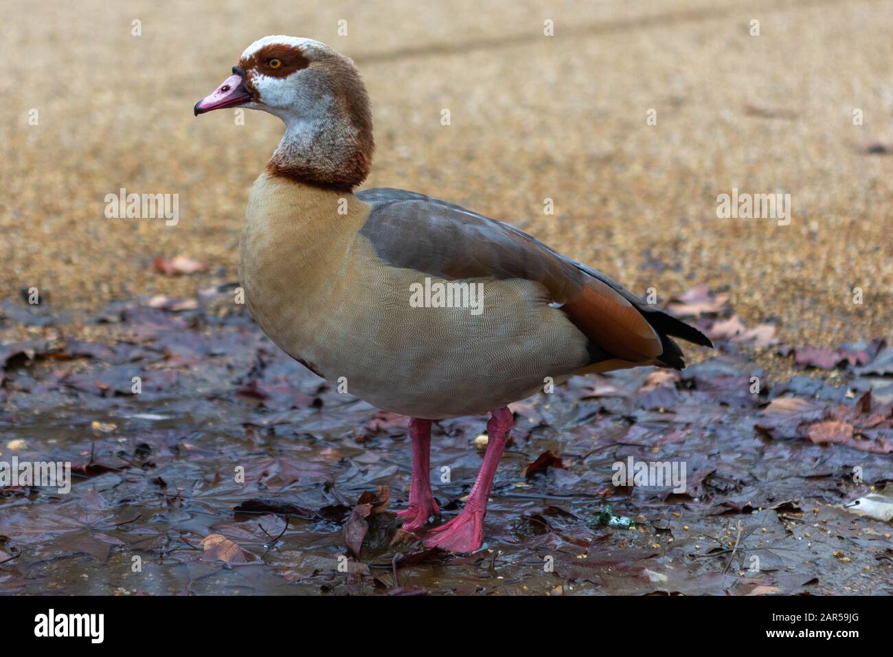 London geese st james park hi-res stock photography and images - Alamy