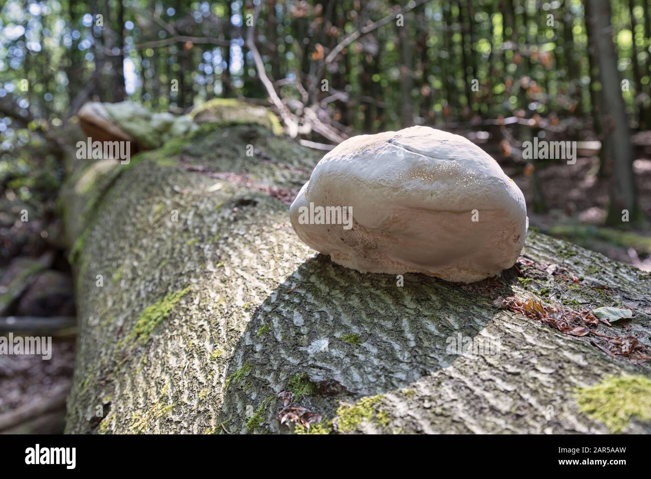 tinder sponge on dead tree trunk Stock Photo - Alamy