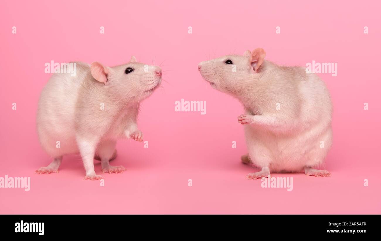 Two cute domestic rats talking to each other on a pink background Stock ...