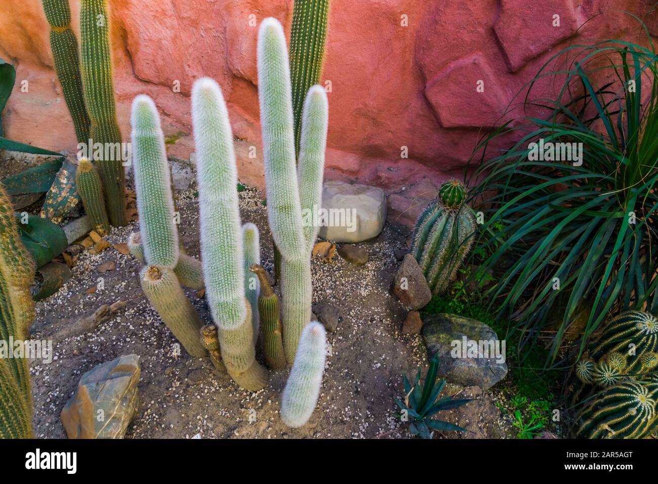 Old man cactus hi-res stock photography and images - Alamy