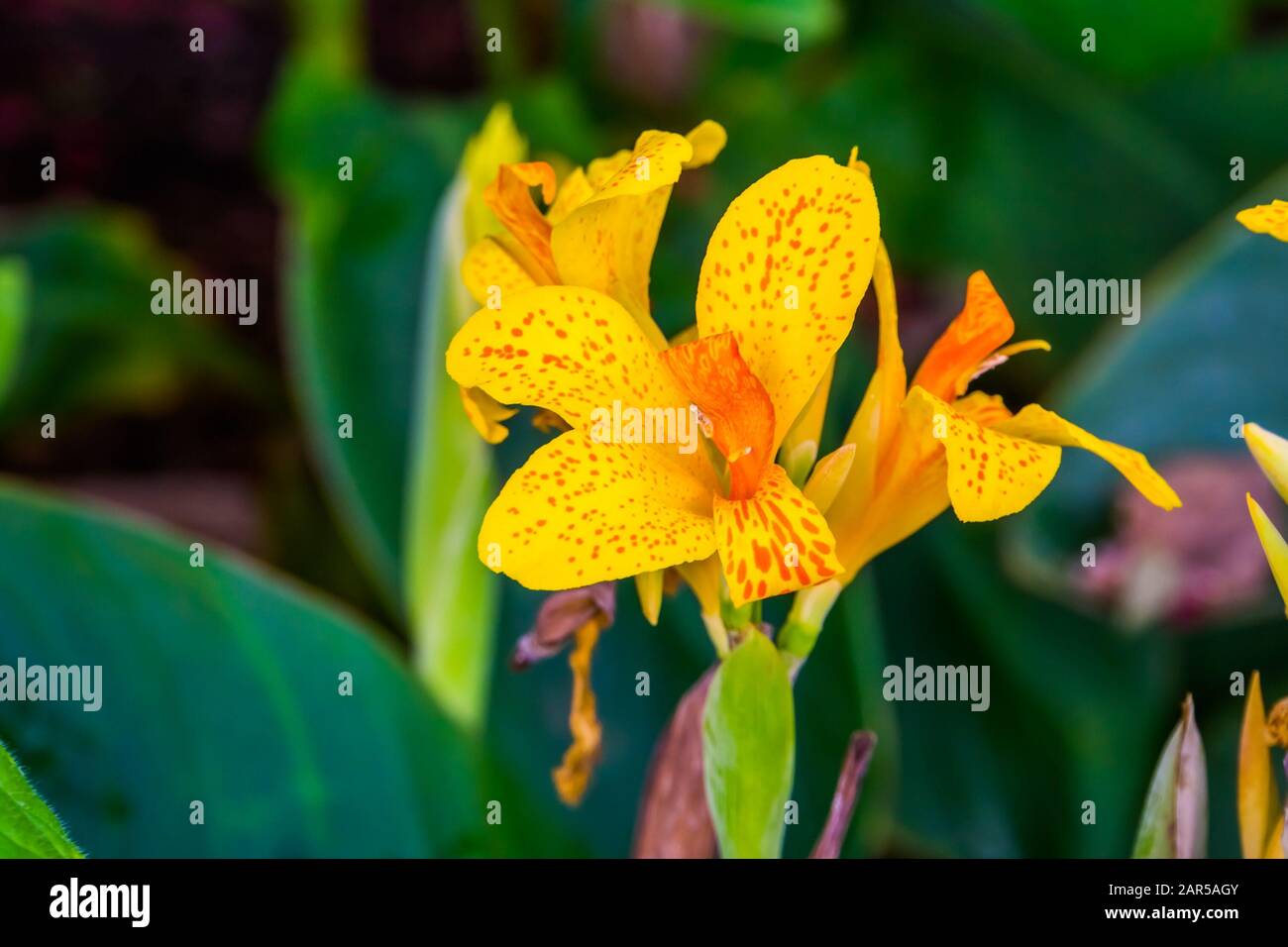 beautiful colorful flowers of a african arrowroot plant in closeup ...