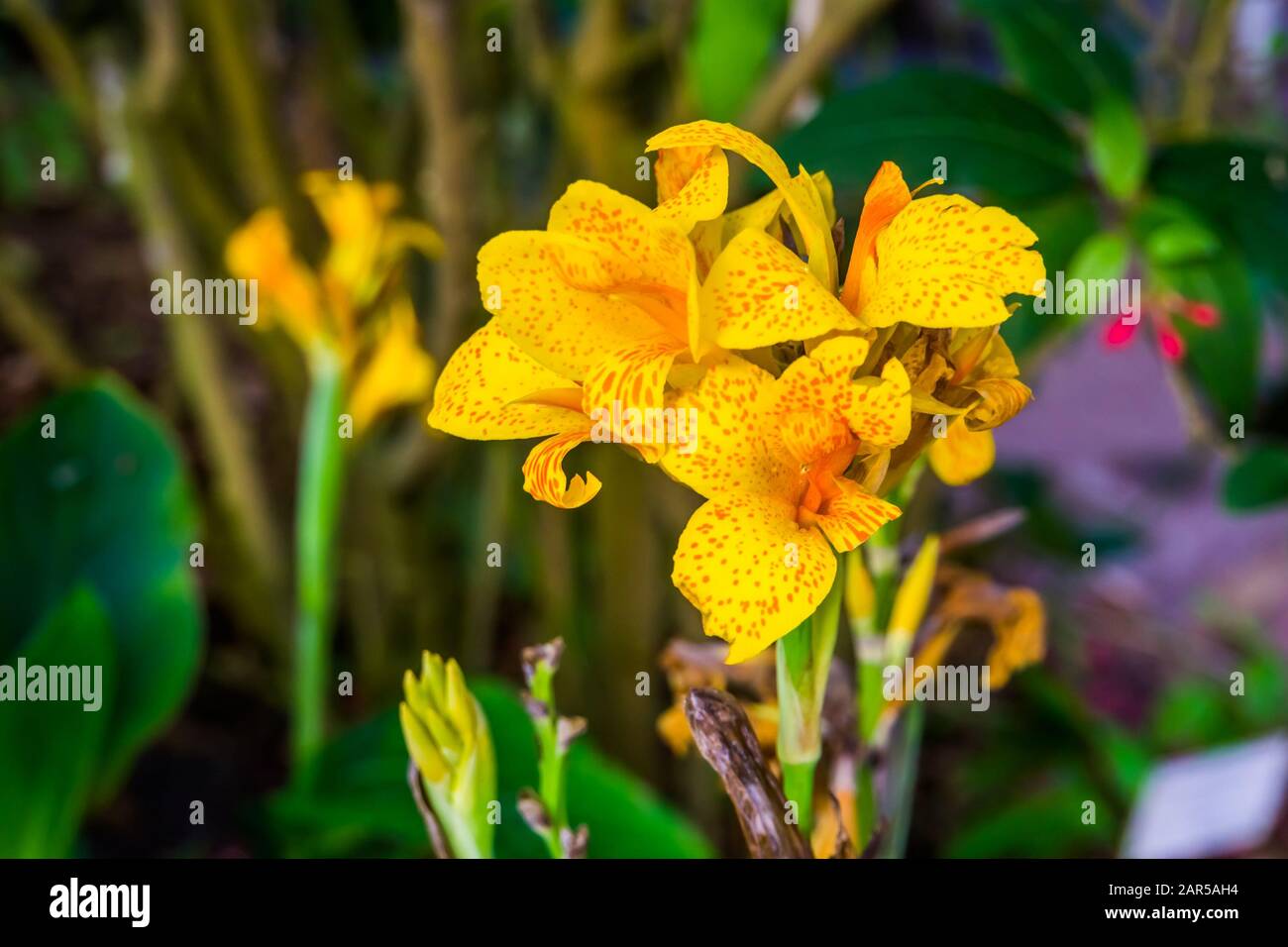 Indian shot plant hi-res stock photography and images - Alamy