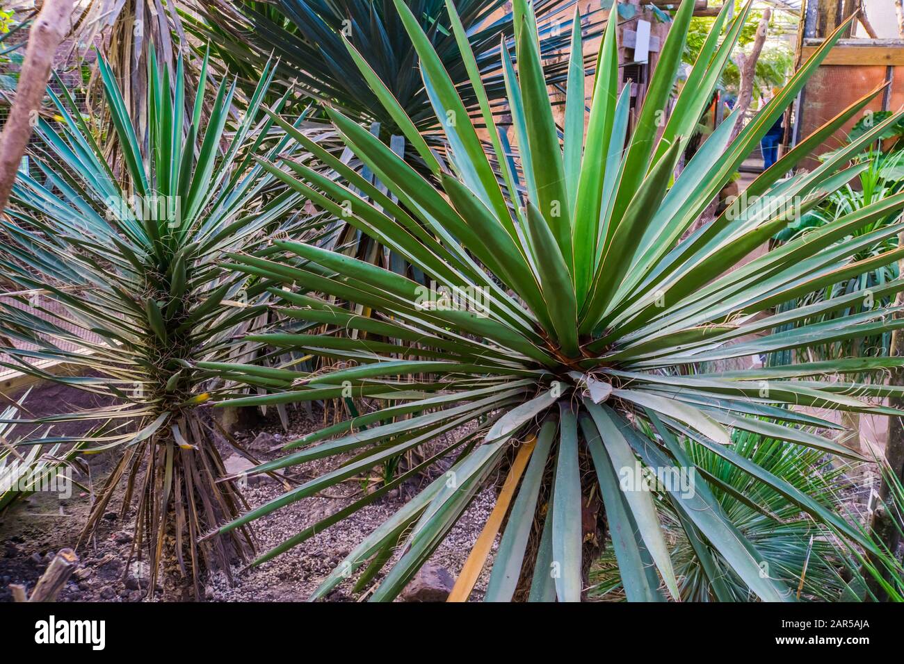 spanish dagger, also known as faxon yucca, tropical plant specie from ...