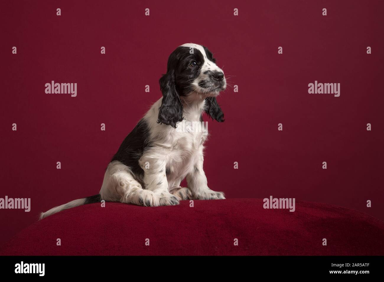 Cocker spaniel puppy , sitting on a classic luxury burgundy red ...