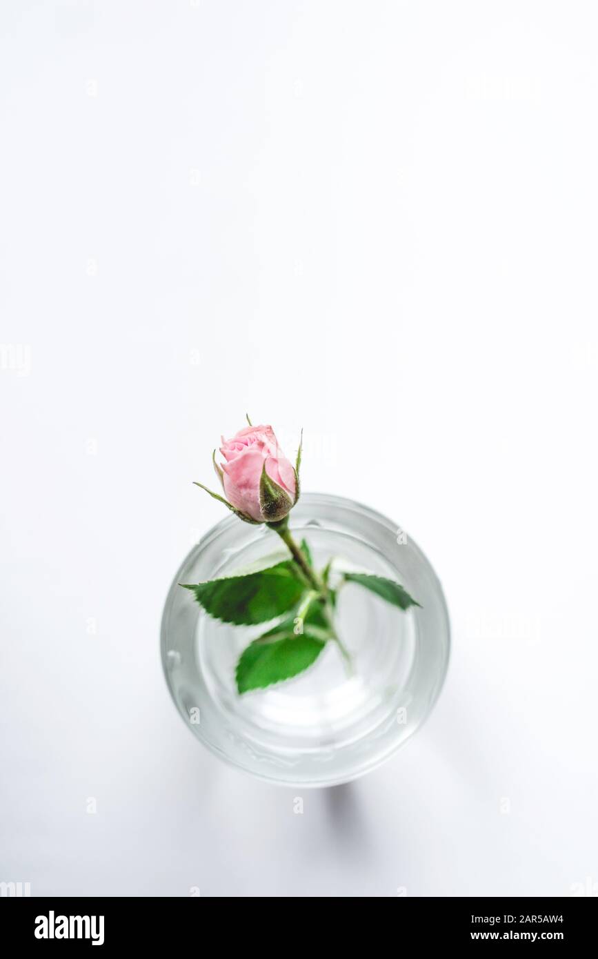 White rose in small flower vase hi-res stock photography and images - Alamy