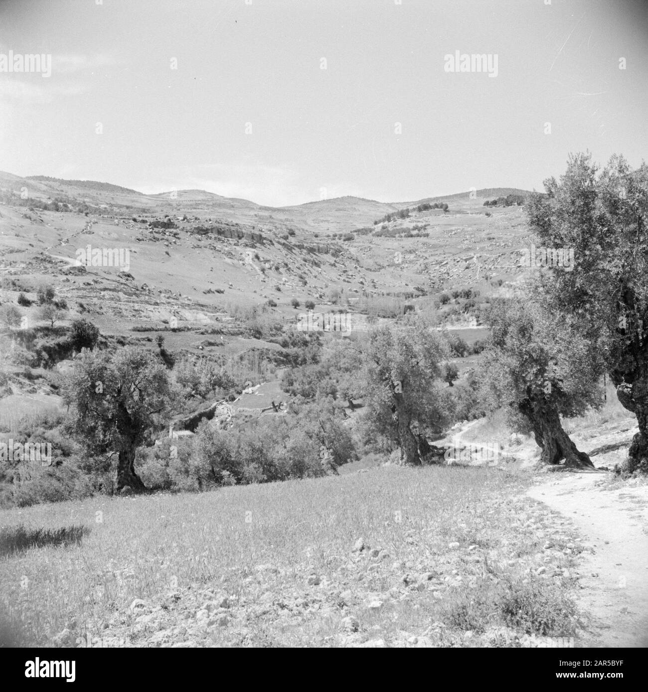 Gilead jordan hi-res stock photography and images - Alamy