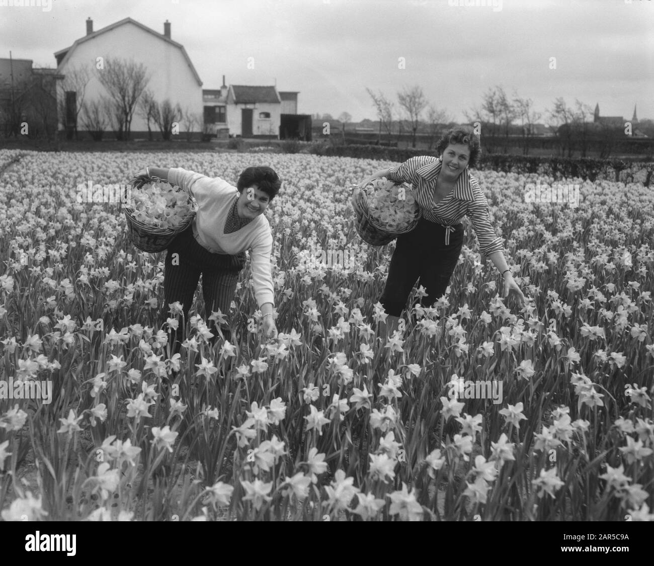 Field tulips in full Black and White Stock Photos & Images - Alamy