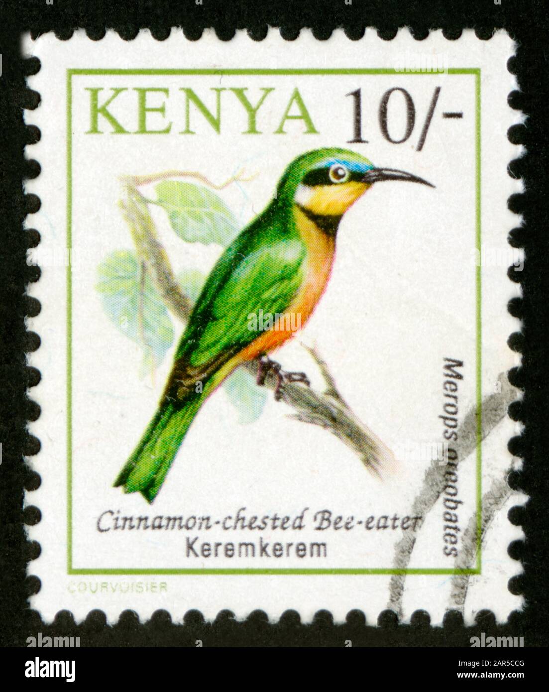 Cinnamon chested bee eater hi-res stock photography and images - Alamy