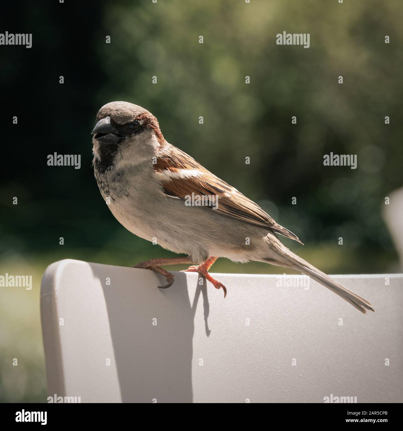 Little birdie hi-res stock photography and images - Alamy