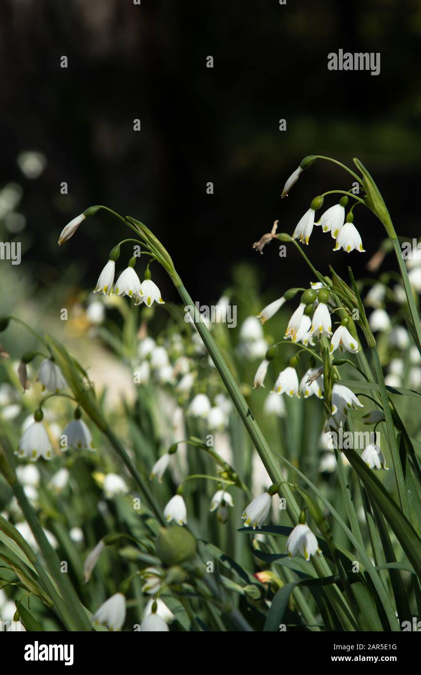 Portuguese flowers hi-res stock photography and images - Alamy