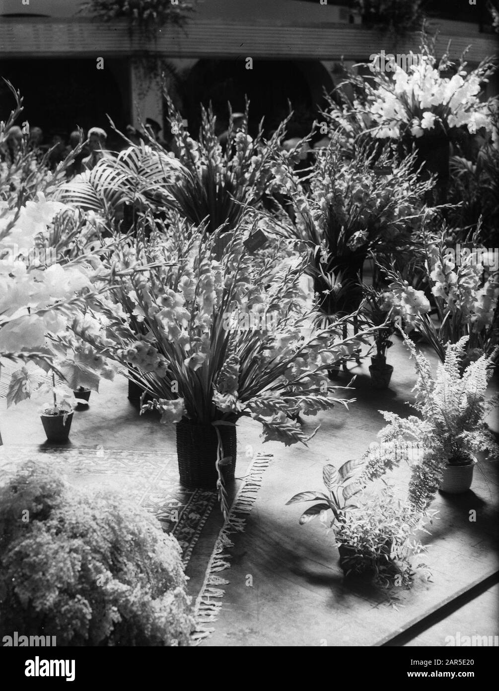 Gladioli gladiolus Black and White Stock Photos & Images - Alamy