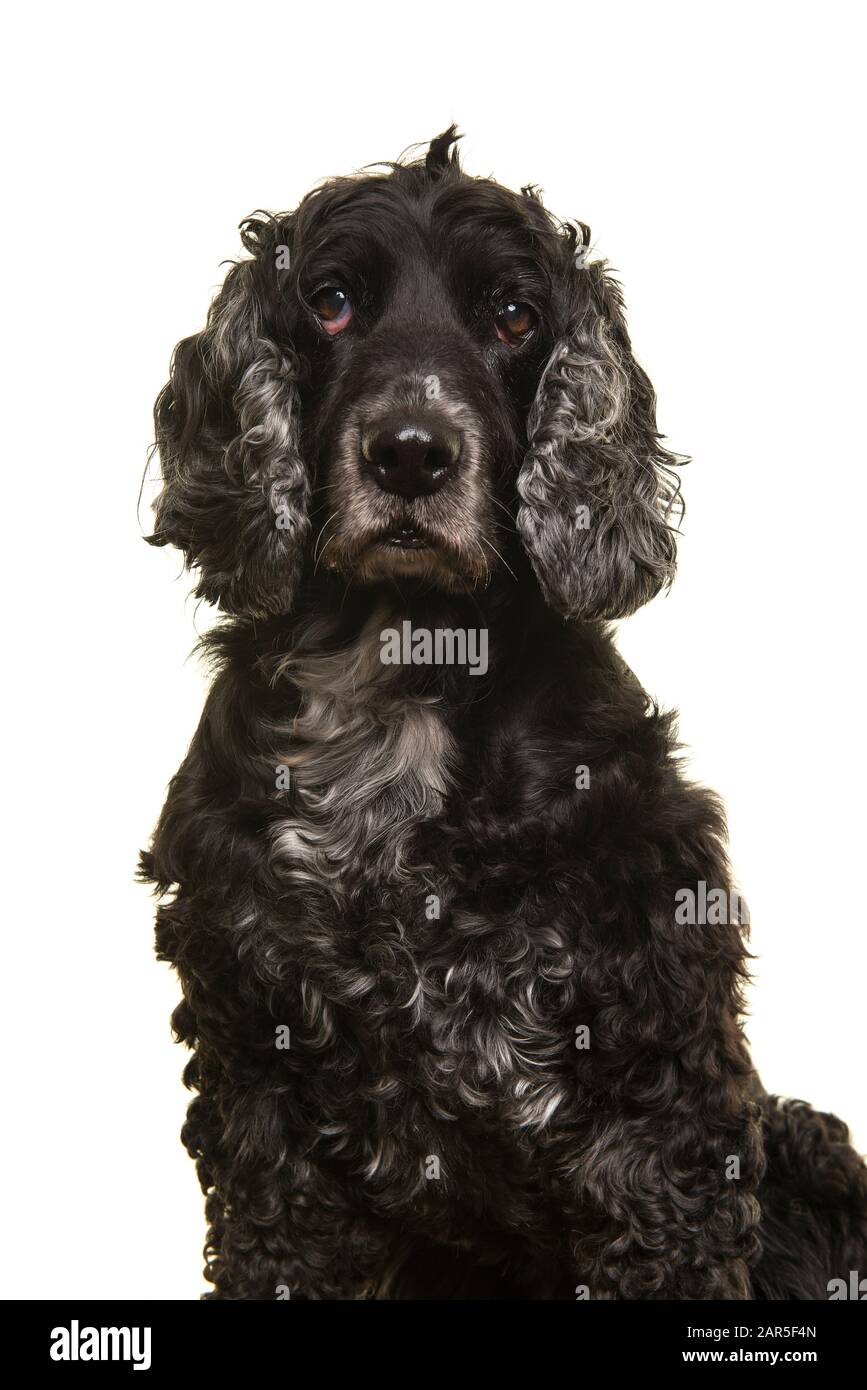 Portrait of an elderly senior cocker spaniel dog isolated on a white ...