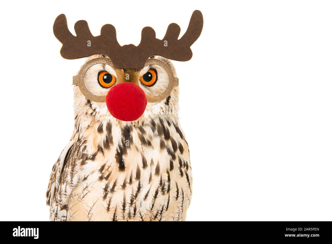 Owl mask hi-res stock photography and images - Alamy