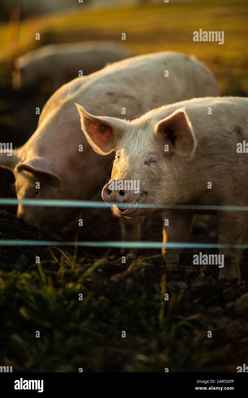 Pigs eating on a meadow in an organic meat farm Stock Photo - Alamy