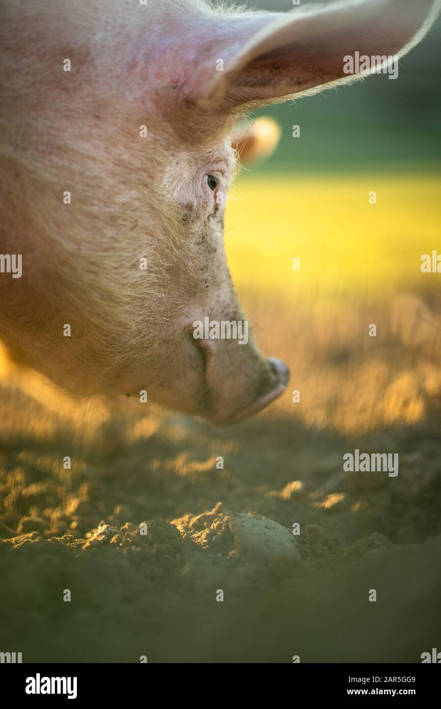 Pigs eating on a meadow in an organic meat farm Stock Photo - Alamy