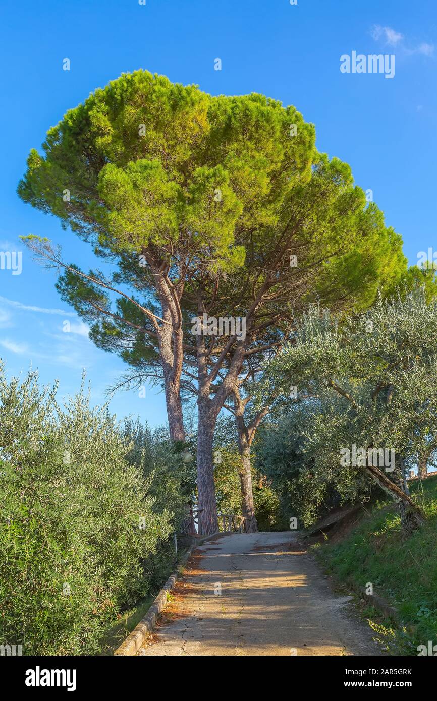 Pine tree alley and stone pathway in San Gimignano, Tuscany, Italy ...
