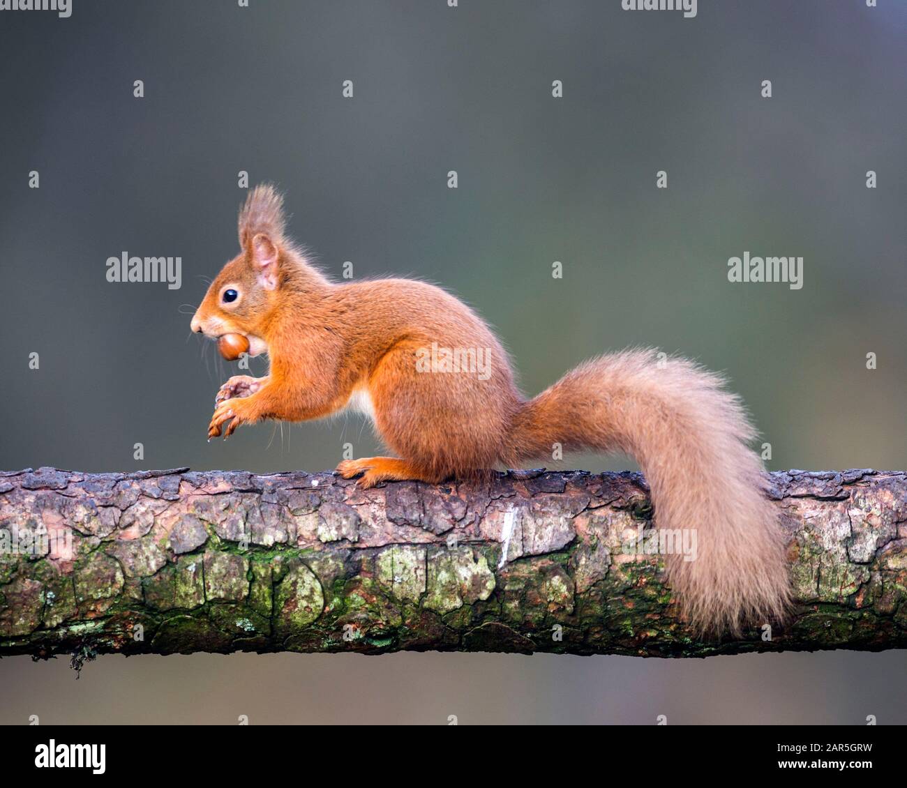 Sciurus vulgaris perthshire hi-res stock photography and images - Alamy