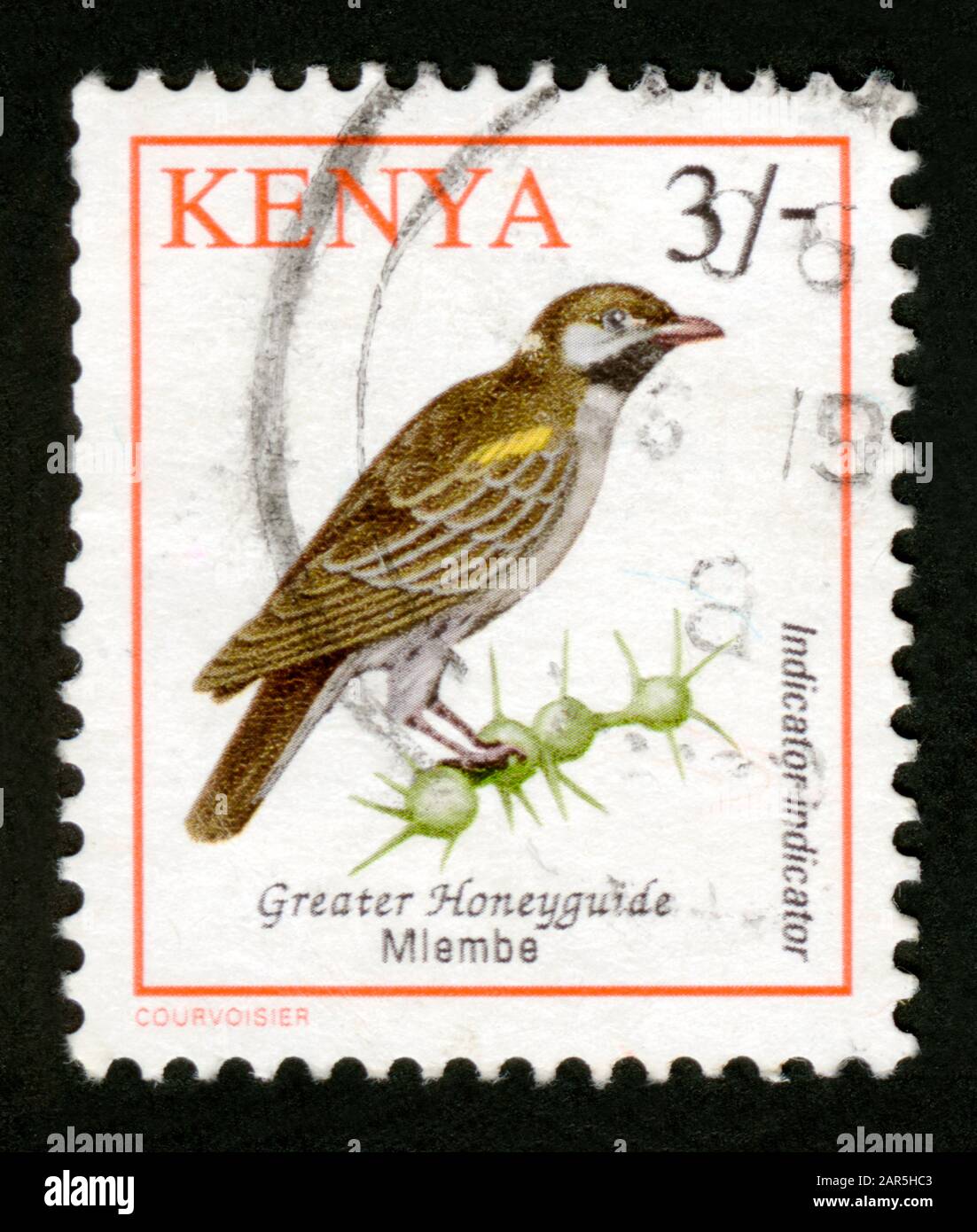 Greater Honeyguide High Resolution Stock Photography and Images - Alamy