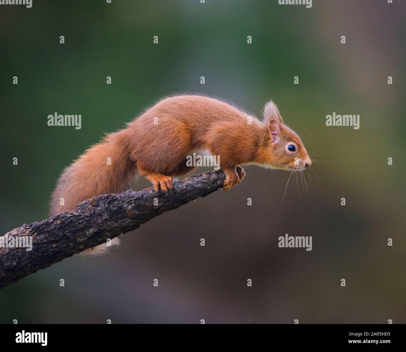 Red squirrel (Sciurus vulgaris) in Perthshire, Scotland Stock Photo - Alamy