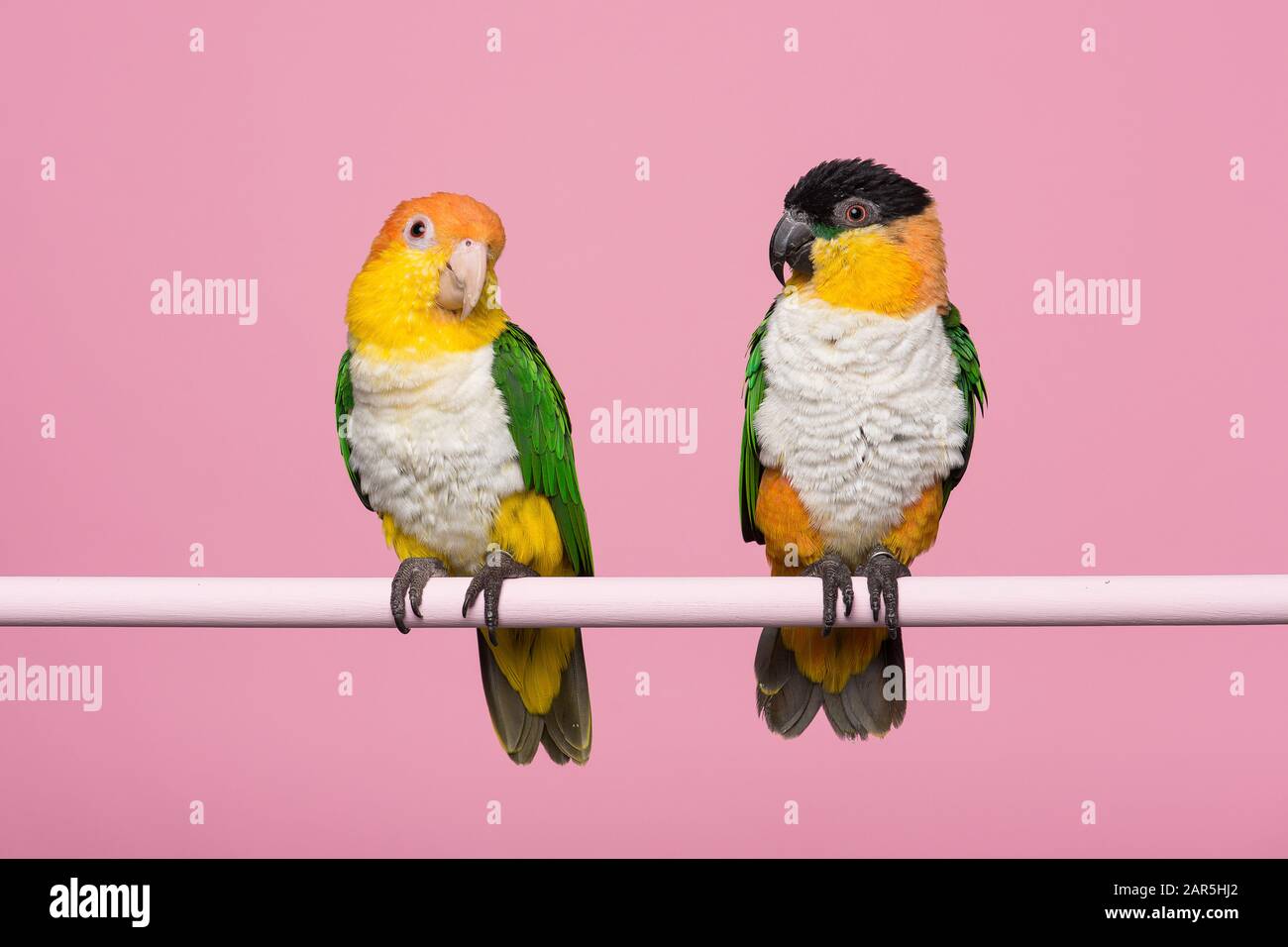 Birds looking at each other hi-res stock photography and images - Alamy