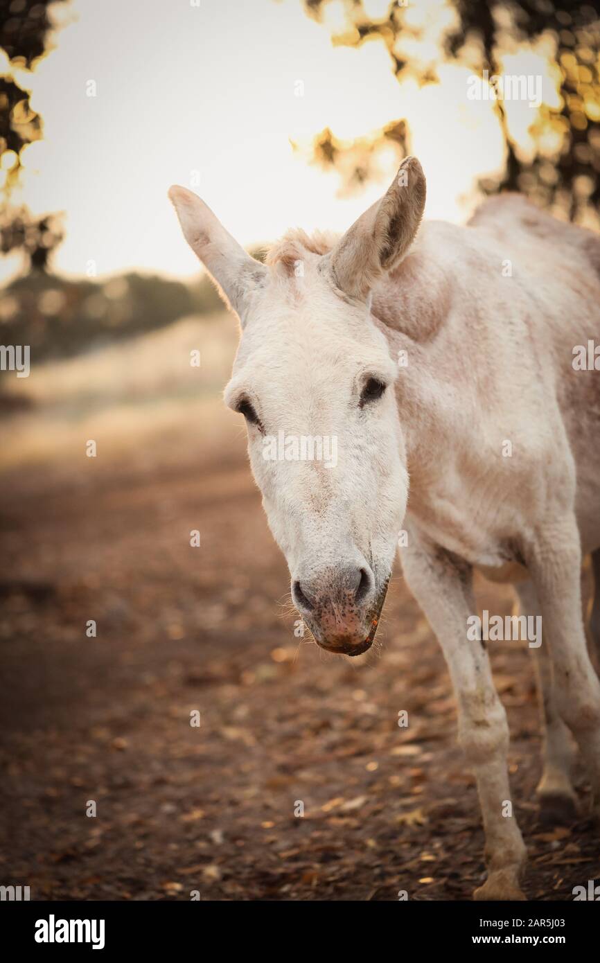 Closeup of a white burro surrounded by greenery under the sunlight with ...