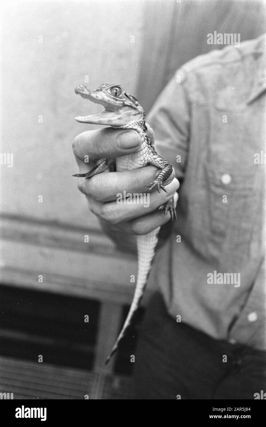 Young caimans Black and White Stock Photos & Images - Alamy