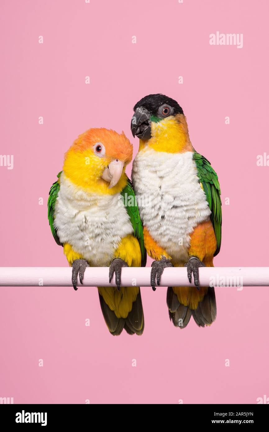 Two caique parrots looking at the same side on a pink background in a ...