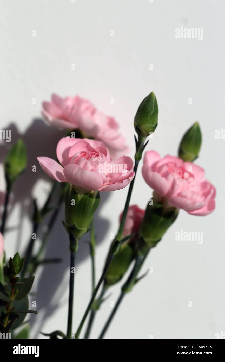Super cute, light color flower bouquets including baby pink and white ...