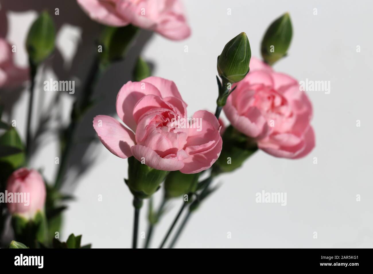 Super cute, light color flower bouquets including baby pink and white ...