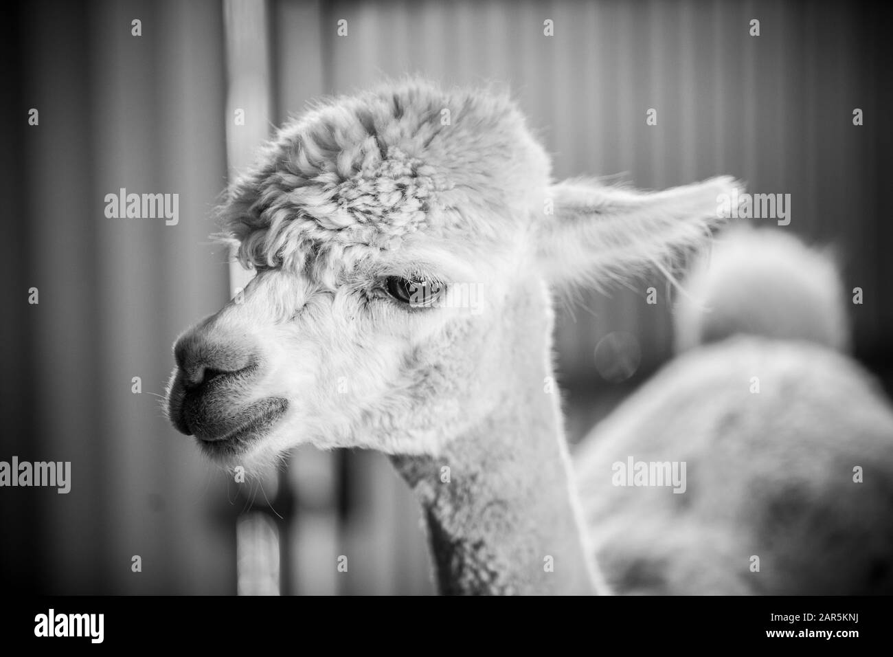 Scale coat Black and White Stock Photos & Images - Alamy